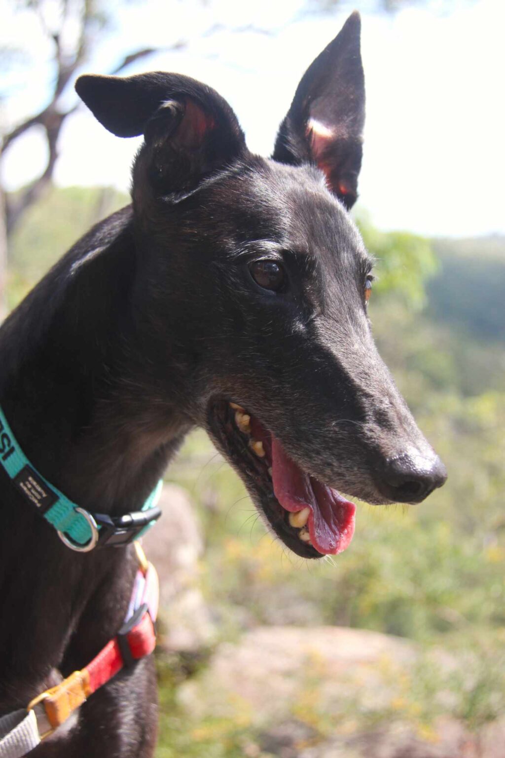 SA Animal Welfare Bill - speak up for greyhounds - Coalition for the ...