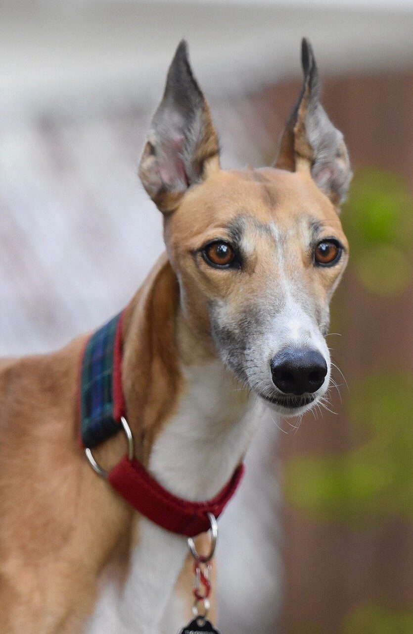 Justice for SA greyhounds - Coalition for the Protection of Greyhounds