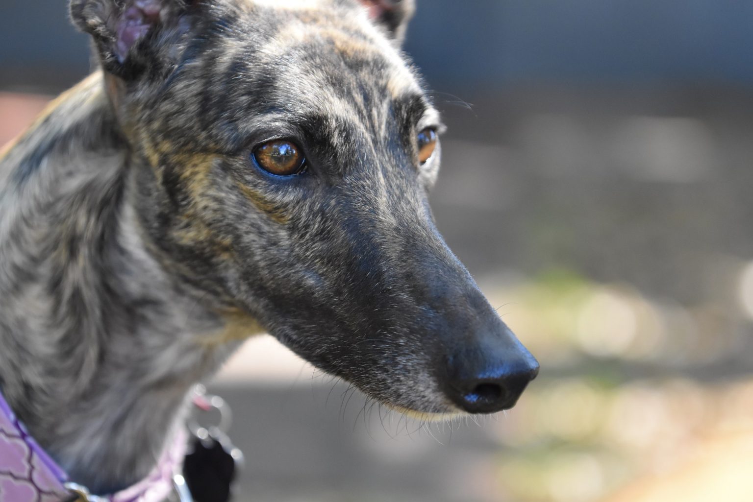 The Coalition for the Protection of Greyhounds - Official Website