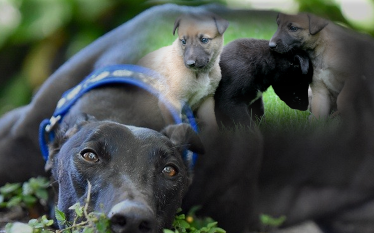 The truth about greyhound racing - Coalition for the Protection of ...